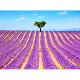 papermoon Fototapete &raquo;Lavender in Provence&laquo; glatt bunt Vlies B/L: 1,5m x 1,11m, Bahnen: 7 Stk.