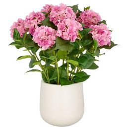 Creativ green Kunstpflanze &raquo;Hortensie&laquo; im eleganten Topf pink Kunststoff B/H/L: 70cm, 1 Stk.