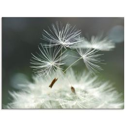 Artland Glasbild &raquo;Pusteblume Facility&laquo; Blumen 1 Stk. tlg. in verschiedenen Gr&ouml;&szlig;en wei&szlig; B/H/T: 80cm x 60cm, Glasbild Blumen Querformat, 1 Stk.