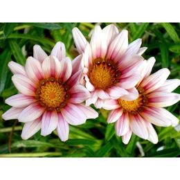 papermoon Fototapete &raquo;Afrikanische Gazania Blumen&laquo; bunt Vlies B/L: 5m x 2,8m, Bahnen: 10 Stk.