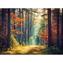 papermoon Fototapete &raquo;Autumn Forest Sun Rays&laquo; glatt bunt Vlies B/L: 4m x 2,6m, Bahnen: 8 Stk.