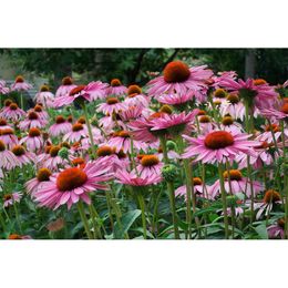 papermoon Fototapete &raquo;Sommerblumen&laquo; bunt Vlies B/L: 2,5m x 1,86m, Bahnen: 5 Stk.