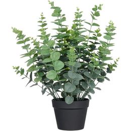 Creativ green Kunstpflanze &raquo;Eukalyptus gunnii&laquo; in UV-best&auml;ndiger Ausf&uuml;hrung gr&uuml;n Kunststoff B/H/L: 60cm, 1 Stk.