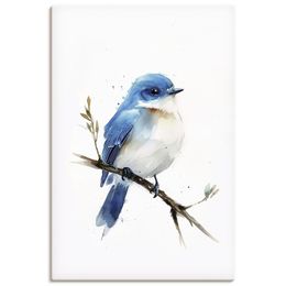 Artland Wandbild &raquo;Aquarell Bergh&uuml;ttens&auml;nger&laquo; Vogelbilder 1 Stk. tlg. als Alubild, Leinwandbild, Poster, Wandaufkleber in verschied. Gr&ouml;&szlig;en blau Leinwand B/H/T