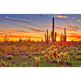 papermoon Fototapete &raquo;Saguaros Sunset Phoenix&laquo; glatt bunt Vlies B/L: 3,5m x 2,6m, Bahnen: 7 Stk.