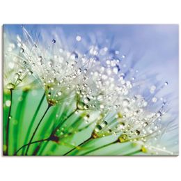Artland Wandbild &raquo;Glitzernde Pusteblume III&laquo; Blumen 1 Stk. tlg. als Leinwandbild, Poster in verschied. Gr&ouml;&szlig;en blau Leinwand B/H/T: 80cm x 60cm, Leinwandbild 