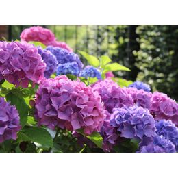 papermoon Fototapete &raquo;Hydrangea Macrophylla&laquo; bunt Vlies B/L: 1,5m x 1,11m, Bahnen: 7 Stk.