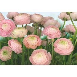 Komar Fototapete &raquo;Gentle Ros&eacute; - Gr&ouml;&szlig;e 368 x 254 cm&laquo; bedruckt glatt Wohnzimmer, Schlafzimmer rosa Papier B/L: 368m x 254m, Rollen: 8