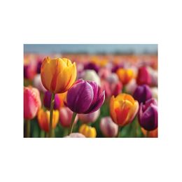 WALLARENA Fototapete Blumen in Bunt | Gr.: 150 x 105 cm
