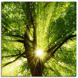 Artland Wandbild &raquo;Sonne strahlt explosiv durch den Baum&laquo; B&auml;ume 1 Stk. tlg. als Leinwandbild, Poster in verschied. Gr&ouml;&szlig;en gr&uuml;n Leinwand B/H/T: 50cm x 50cm, 