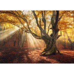 papermoon Fototapete &raquo;Magical Old Trees Autumn Forest&laquo; glatt bunt Vlies B/L: 5m x 2,8m, Bahnen: 10 Stk.