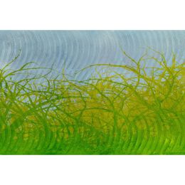 ARCHITECTS PAPER Fototapete &raquo;Atelier 47 Thorn hedge 3&laquo; Farbverlauf glatt Vlies, Wand, Schr&auml;ge, Decke bunt Vlies B/L: 4m x 2,7m
