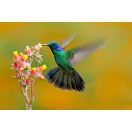 papermoon Fototapete &raquo;Hummingbird Colibri Thalassinus&laquo; glatt bunt Vlies B/L: 5m x 2,8m, Bahnen: 10 Stk.
