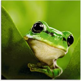 Artland Glasbild &raquo;Aussp&auml;hender Frosch&laquo; Wassertiere 1 Stk. tlg. in verschiedenen Gr&ouml;&szlig;en gr&uuml;n B/H/T: 30cm x 30cm, Glasbild Wassertiere, 1 Stk.