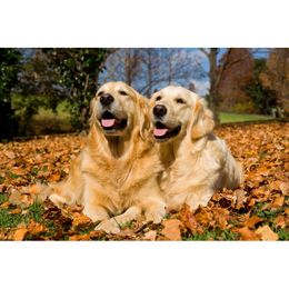 papermoon Fototapete &raquo;Golden Retriever&laquo; bunt Vlies B/L: 3m x 2,2m, Rollen: 1