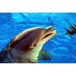 papermoon Fototapete &raquo;Delfin&laquo; bunt Vlies B/L: 3m x 2,23m, Bahnen: 6 Stk.