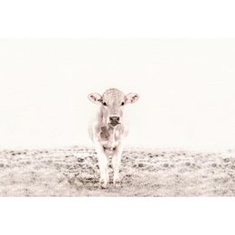 Livingwalls living walls Fototapete &raquo;ARTist Highland Cattle&laquo; Vlies, Wand, Schr&auml;ge beige Vlies B/L: 4m x 2,7m