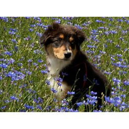 papermoon Fototapete &raquo;H&uuml;tehund Welpe Australian Sheppard in Blumenwiese&laquo; bunt Vlies B/L: 4m x 2,6m, Bahnen: 8 Stk.