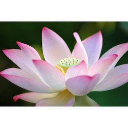 papermoon Fototapete &raquo;Lotus Flower&laquo; glatt bunt Vlies B/L: 4m x 2,6m, Bahnen: 8 Stk.