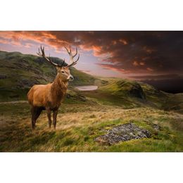 papermoon Fototapete &raquo;Red Deer&laquo; glatt bunt Vlies B/L: 1,5m x 1,11m, Bahnen: 7 Stk.