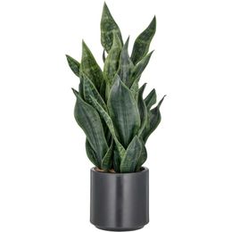 Creativ green Kunstpflanze &raquo;Sanseveria Grey Stripe&laquo; im eleganten Pflanzgef&auml;&szlig; gr&uuml;n Kunststoff B/H/L: 66cm, 1 Stk.