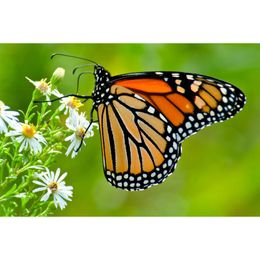 papermoon Fototapete &raquo;Monarch Butterfly&laquo; glatt bunt Vlies B/L: 1,5m x 1,11m, Bahnen: 7 Stk.