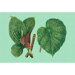 Livingwalls living walls Fototapete &raquo;Walls by Patel Leaf Garden&laquo; glatt Vlies, Wand gr&uuml;n Vlies B/L: 4m x 2,7m