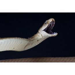 papermoon Fototapete &raquo;Schwarze Mamba angreifen&laquo; bunt Vlies B/L: 3m x 2,2m, Rollen: 1