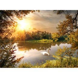 papermoon Fototapete &raquo;Schwan am Teich&laquo; bunt Vlies B/L: 3m x 2,23m, Bahnen: 6 Stk.