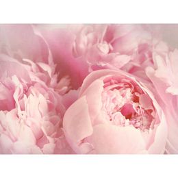 papermoon Fototapete &raquo;Peony Flowers&laquo; glatt bunt Vlies B/L: 2,5m x 1,86m, Bahnen: 5 Stk.