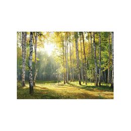 WALLARENA Fototapete Wald in Gr&uuml;n | Gr.: 150 x 105 cm
