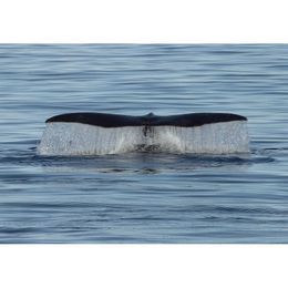 papermoon Fototapete &raquo;Walflosse&laquo; bunt Vlies B/L: 3m x 2,2m, Rollen: 1