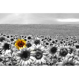papermoon Fototapete &raquo;Sonnenblumenfeld&laquo; bunt Vlies B/L: 2,5m x 1,9m, Rollen: 1