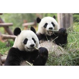 papermoon Fototapete &raquo;Riesige Pandas&laquo; bunt Vlies B/L: 3,5m x 2,6m, Rollen: 1