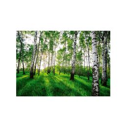 WALLARENA Fototapete Birkenwald in Gr&uuml;n | Gr.: 150 x 105 cm