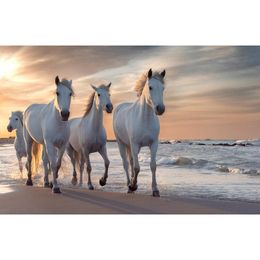 papermoon Fototapete &raquo;PFERDE-CAMARGUE GALLOP STRAND MEER TIERE K&Uuml;STE PROVENCE&laquo; bunt Vlies B/L: 5m x 2,8m, Bahnen: 10 Stk.