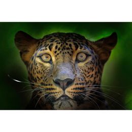 papermoon Fototapete &raquo;JAGUAR-PUMA TIGER L&Ouml;WE GEPARD DSCHUNGEL TIERE NATUR&laquo; bunt Vlies B/L: 1,5m x 1,11m, Bahnen: 7 Stk.