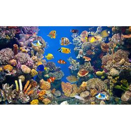 papermoon Fototapete &raquo;UNTERWASSER-WELT-FISCHE KORALLE SEE MEER TIERE OZEAN&laquo; bunt Vlies B/L: 3m x 2,23m, Bahnen: 6 Stk.