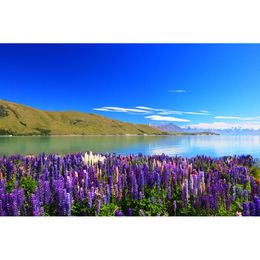 papermoon Fototapete &raquo;Lupines Lake Tekapo&laquo; glatt bunt Vlies B/L: 5m x 2,8m, Bahnen: 10 Stk.