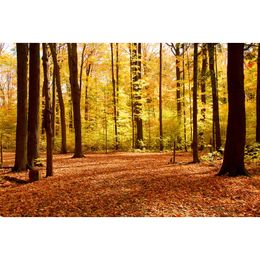 papermoon Fototapete &raquo;Autumn Forest&laquo; glatt bunt Vlies B/L: 2,5m x 1,86m, Bahnen: 5 Stk.