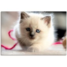 Artland Leinwandbild &raquo;Heilige Birma Katze im Spiel&laquo; Katzenbilder 1 Stk. tlg. auf Holzrahmen gespannt wei&szlig; Leinwand B/H/T: 60cm x 40cm, Leinwandbild 