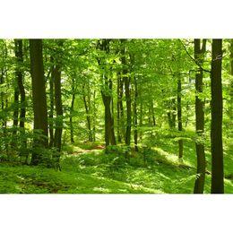 papermoon Fototapete &raquo;German Beech Forest&laquo; glatt bunt Vlies B/L: 1,5m x 1,11m, Bahnen: 7 Stk.