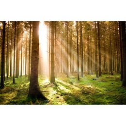 papermoon Fototapete &raquo;Autumn Pine Forest&laquo; glatt bunt Vlies B/L: 1,5m x 1,11m, Bahnen: 7 Stk.
