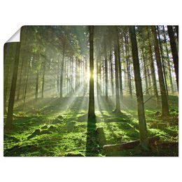 Artland Wandbild &raquo;Wald im Gegenlicht&laquo; Wald 1 Stk. tlg. als Leinwandbild, Poster in verschied. Gr&ouml;&szlig;en gr&uuml;n B/H/T: 80cm x 60cm, Poster Wald Querformat, 1 Stk.
