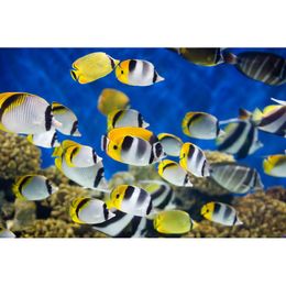 papermoon Fototapete &raquo;UNTERWASSER-WELT-FISCHE KORALLE SEE MEER TIERE OZEAN&laquo; bunt Vlies B/L: 4,5m x 2,8m, Bahnen: 9 Stk.