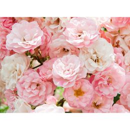 papermoon Fototapete &raquo;Pink Roses&laquo; glatt bunt Vlies B/L: 4m x 2,6m, Bahnen: 8 Stk.