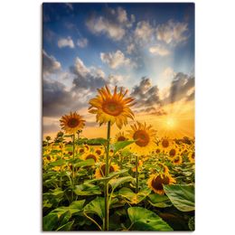 Artland Wandbild &raquo;Sonnenblumen im Sonnenuntergang&laquo; Blumenbilder 1 Stk. tlg. als Leinwandbild, Poster in verschied. Gr&ouml;&szlig;en bunt Leinwand B/H/T: 60cm x 90cm, 