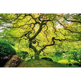 papermoon Fototapete &raquo;Japanese Maple Tree&laquo; glatt bunt Vlies B/L: 1,5m x 1,11m, Bahnen: 7 Stk.
