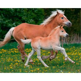 papermoon Fototapete &raquo;Horses&laquo; glatt bunt Vlies B/L: 3,5m x 2,6m, Bahnen: 7 Stk.