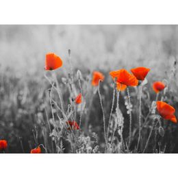 papermoon Fototapete &raquo;Red Poppy Flowers&laquo; glatt bunt Vlies B/L: 3,5m x 2,6m, Bahnen: 7 Stk.
